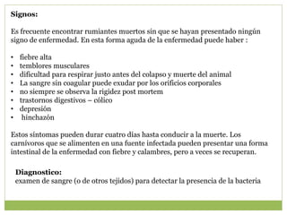 Enfermedades bacterianas en bovinos | PPTX