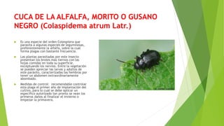 Enfermedades de la Alfalfa.pptx