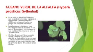 Enfermedades de la Alfalfa.pptx