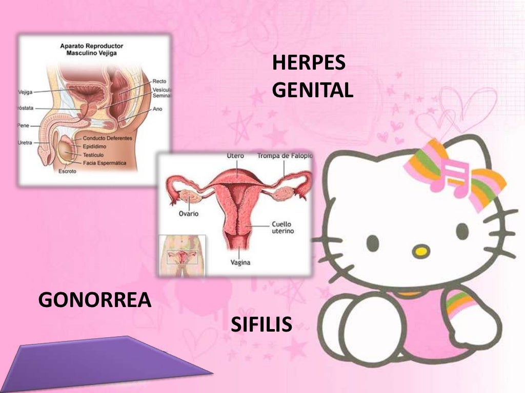 Lamina De Aparato Reproductor Femenino Y Masculino