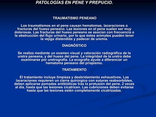 Un Perro Macho De Parafimosis Y Gatos