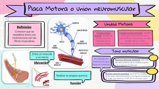 ENFERMEDADES DE LA PLACA MOTORA (1).pdf