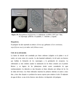 Enfermedades del cacao | DOCX