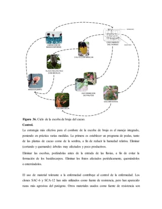 Enfermedades del cacao | DOCX