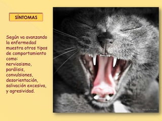 Enfermedades del gato, segunda parte | PPSX