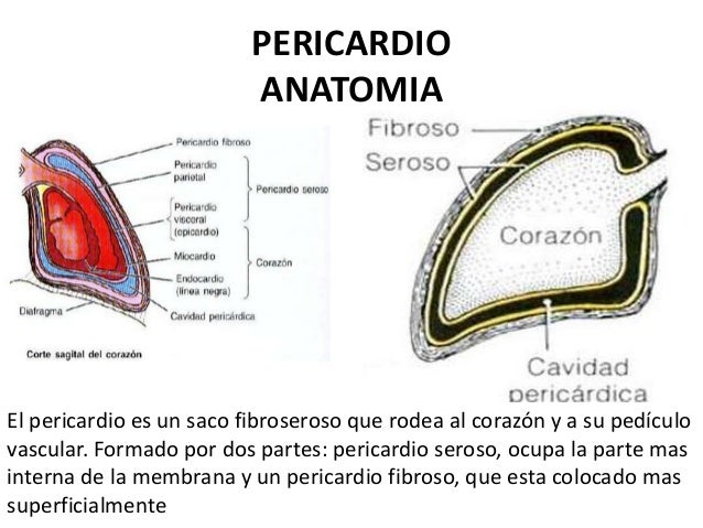 Glosario Cardiaco. - Taringa!