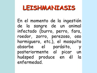 Enfermedades De Transmision ZoonóTicas | PPT