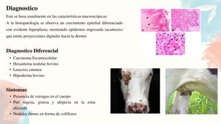 Enfermedades en Bovinos.pptx
