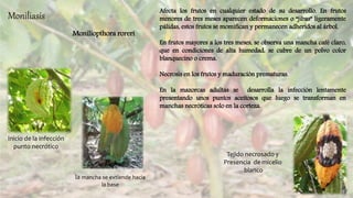 Enfermedades en el cultivo de cacao | PPTX