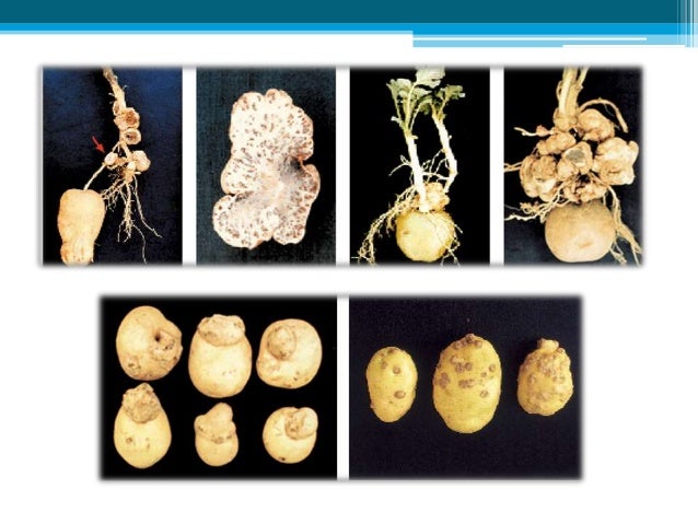 Enfermedades en el cultivo de papa