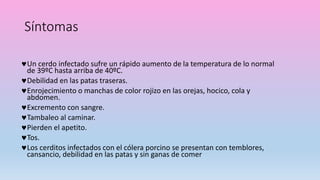 Enfermedades en porcinos | PPTX