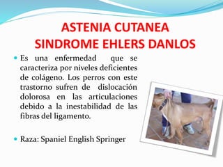 Enfermedades genéticas en caninos | PPTX