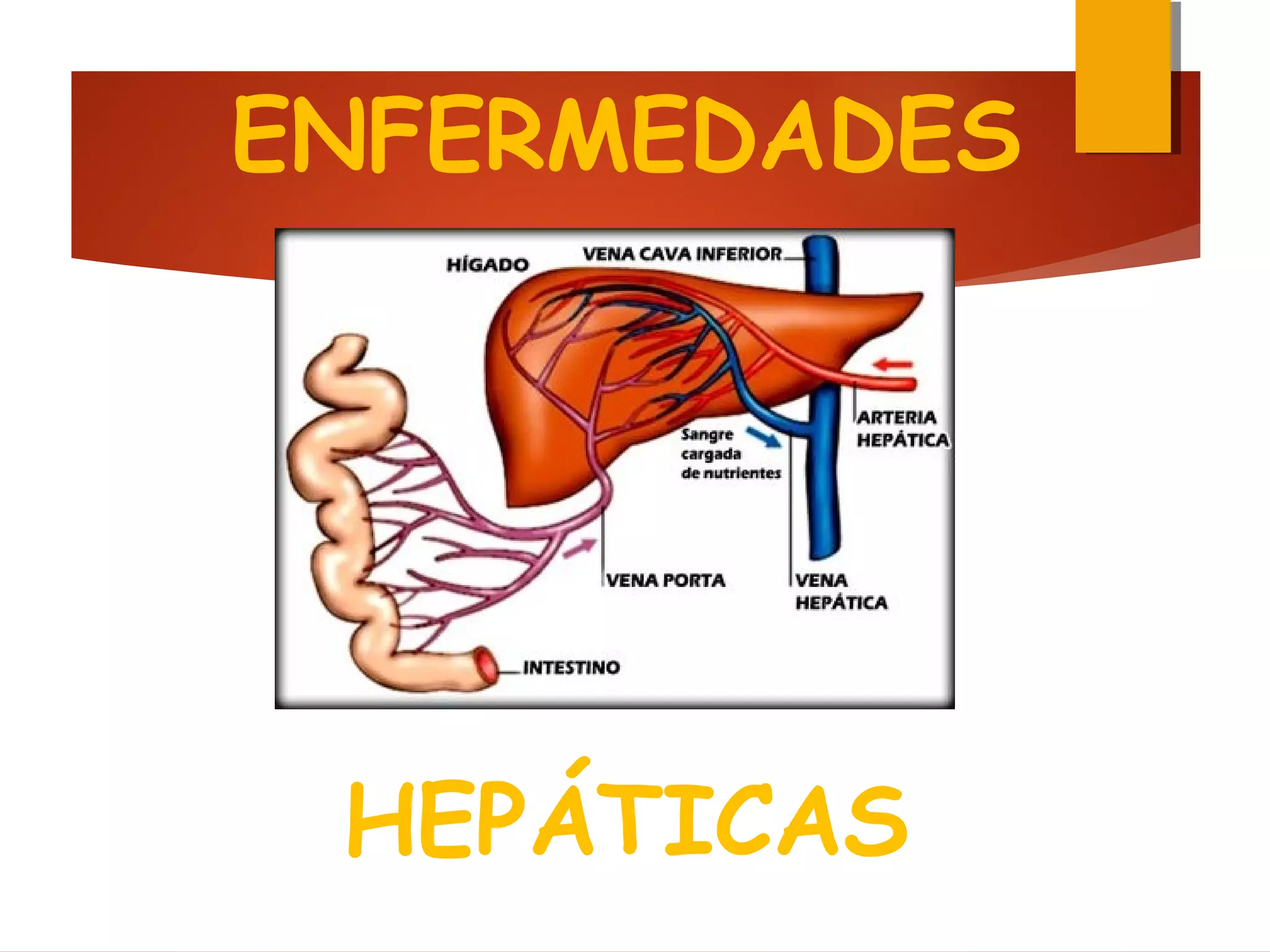 Enfermedades hepaticas | PPT