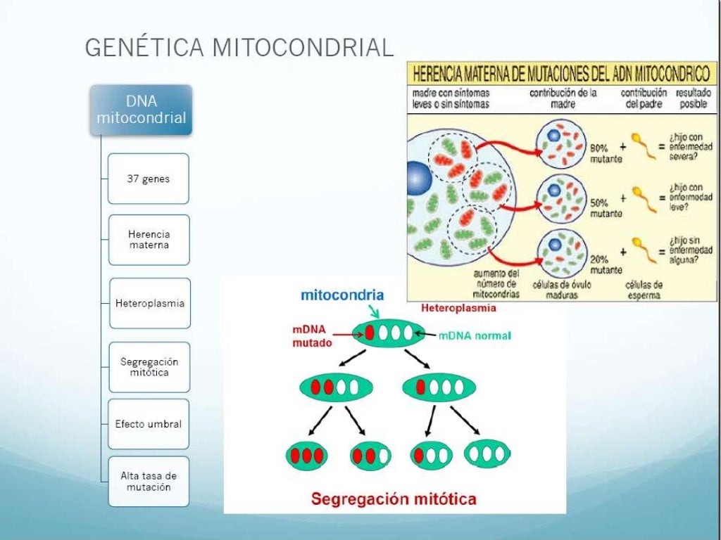 Enfermedades mitocondriales