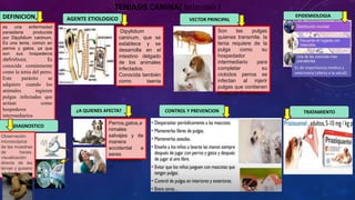 enfermedades paracitarias en caninos.pptx