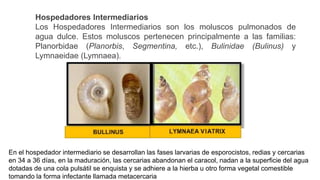 Enfermedades Parasitarias en rumiantes.pptx