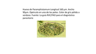 Enfermedades Parasitarias en rumiantes.pptx