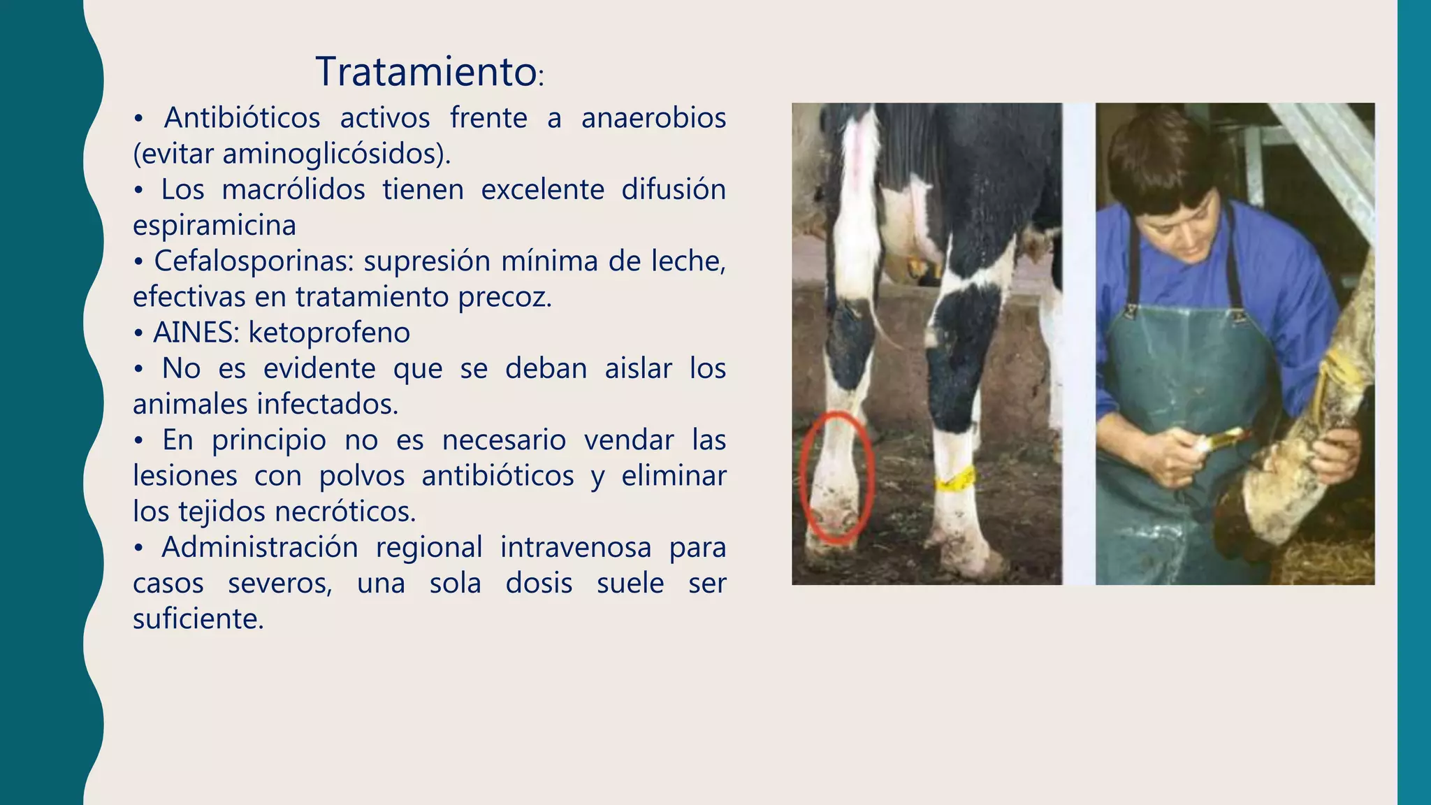 Enfermedades podales en bovinos | PPTX