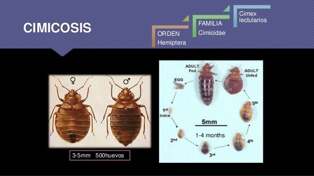 Enfermedades por artropodos