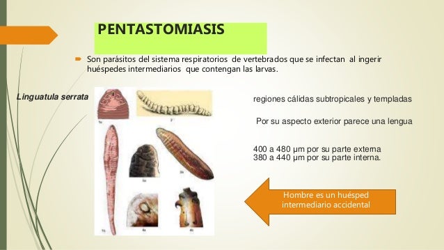 Enfermedades por artropodos