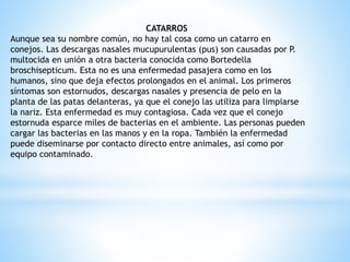 ENFERMEDADES TRATAMIENTO SINTOMAS CONEJOS2023.pptx