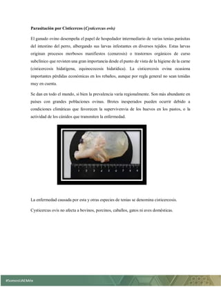 ENFERMEDADES VIRALES, PARASITARIAS Y BACTERIANAS EN OVINOS.pdf
