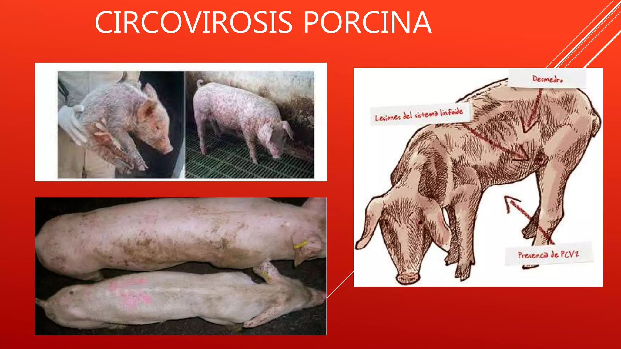 ENFERMEDADES VIRICAS.pptx