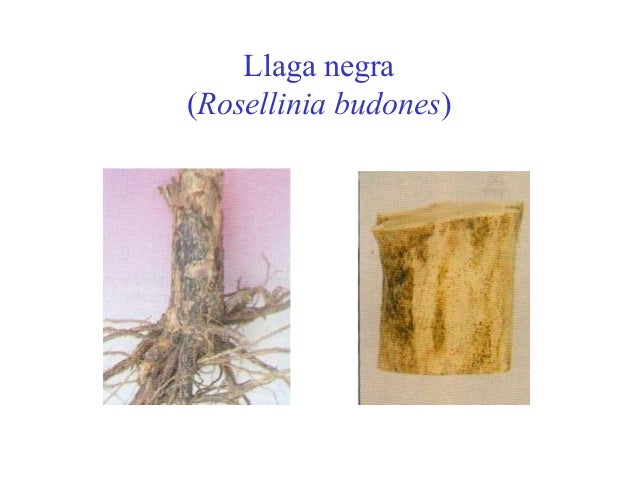 CULTIVOS PROMISORIOS DE MI ECORREGION: CULTIVO PROMISORIO DE CAFÉ EN MI ...