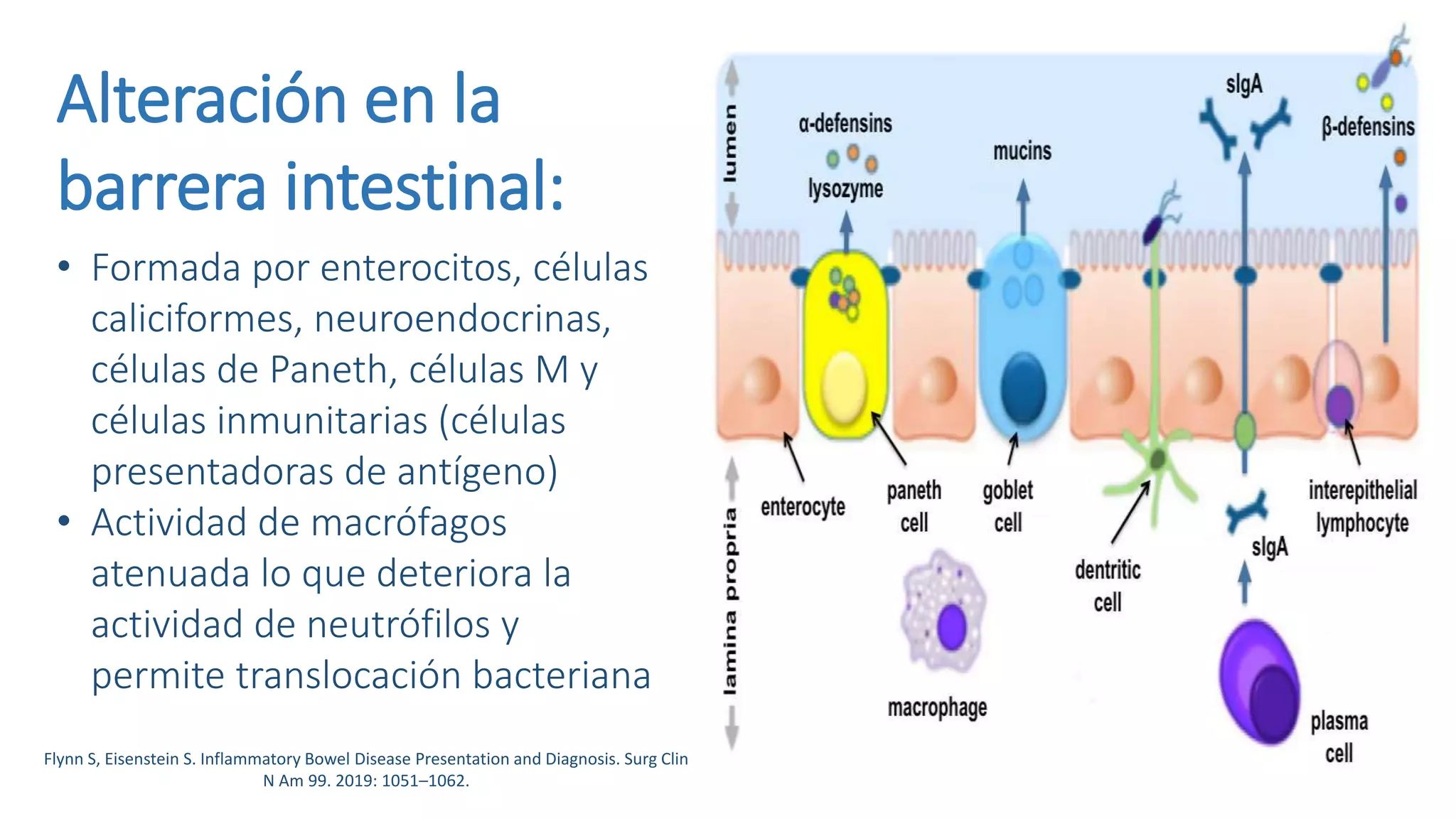 Enfermedad Inflamatoria Intestinal: CUCI y Crohn | PPTX