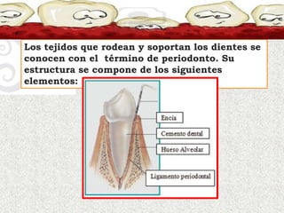 Enfermedad periodontal componentes del periodonto | PPTX