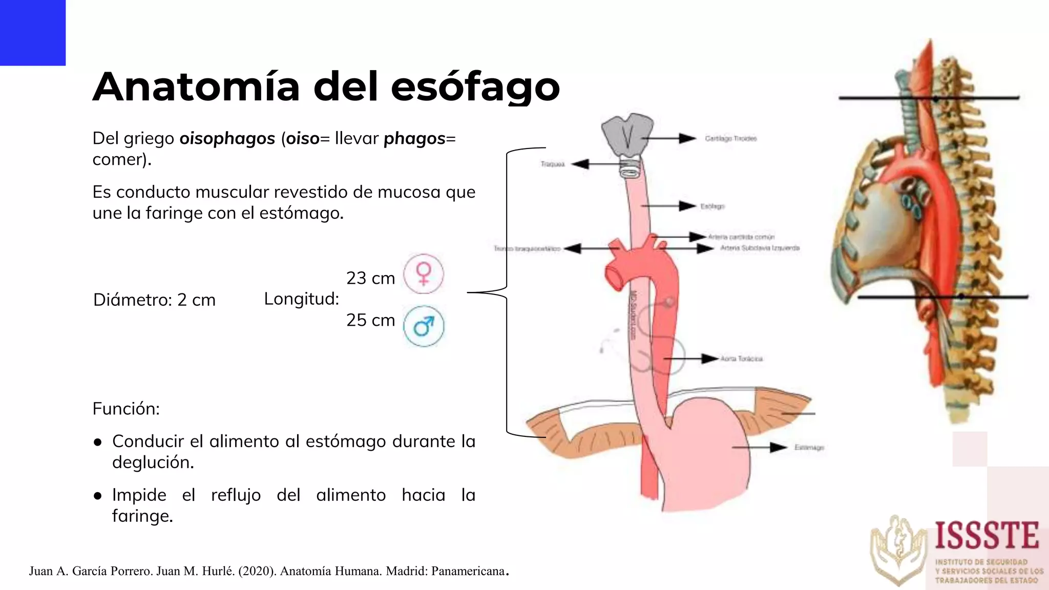 Enfermedad por reflujo esofagico y esofago de barret | PPT