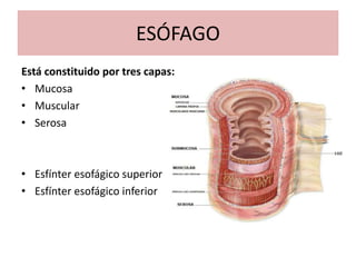 ENFERMEDAD POR REFLUJO GASTROESOFAGICO | PPTX