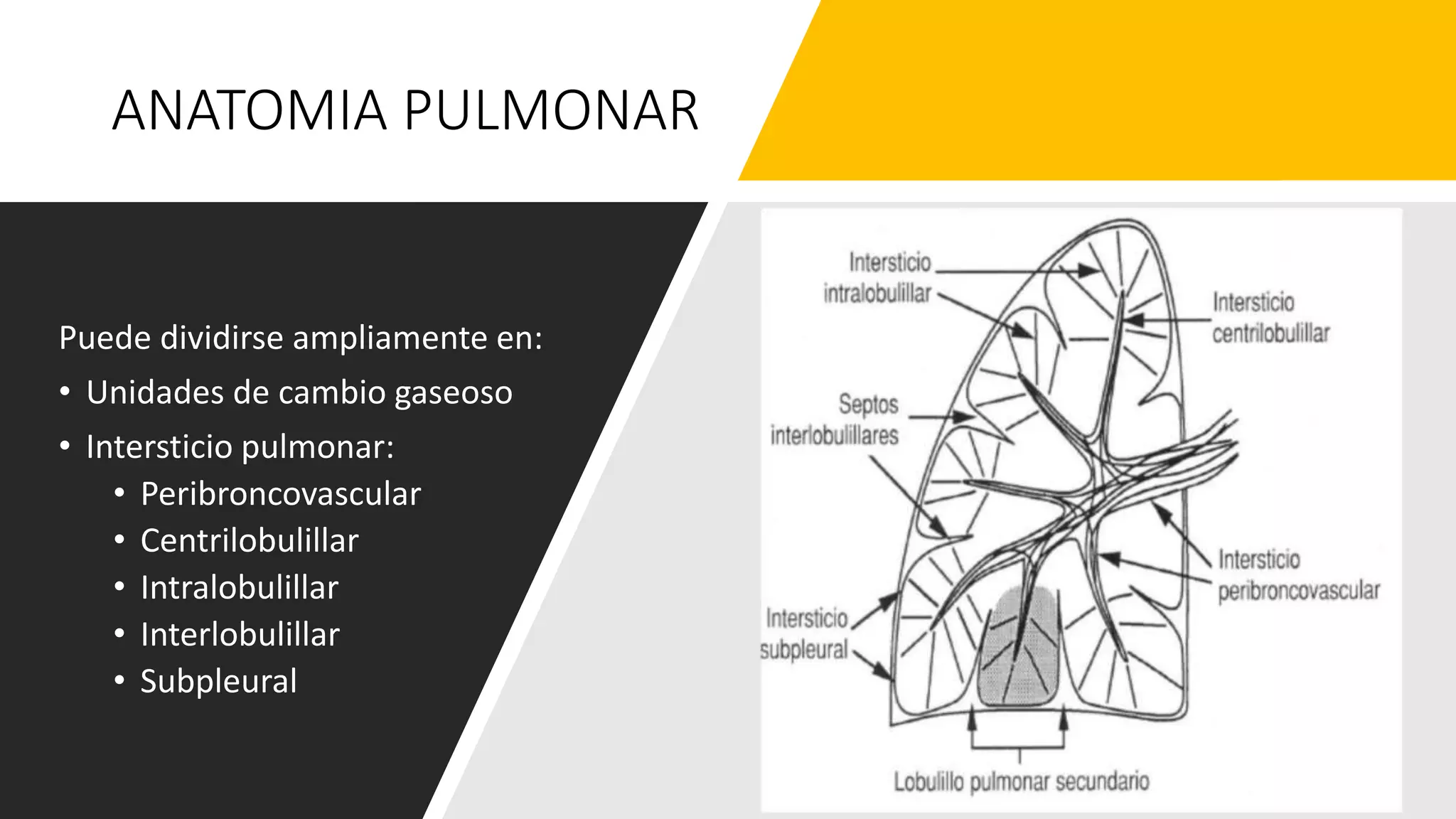 Anatomía Del Lobulillo Pulmonar Secundario