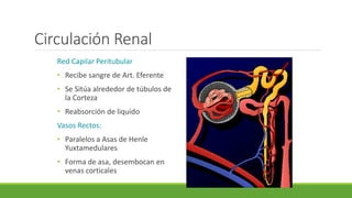 Enfermedad Renal Cronica en el Adulto Mayor | PPTX