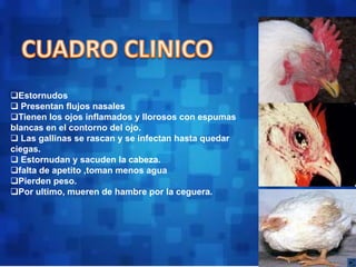 Enfermedad respiratoria cronica en aves | PPT