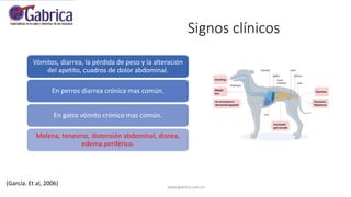 Enfermedad intestinal inflamatoria en caninos | PPTX