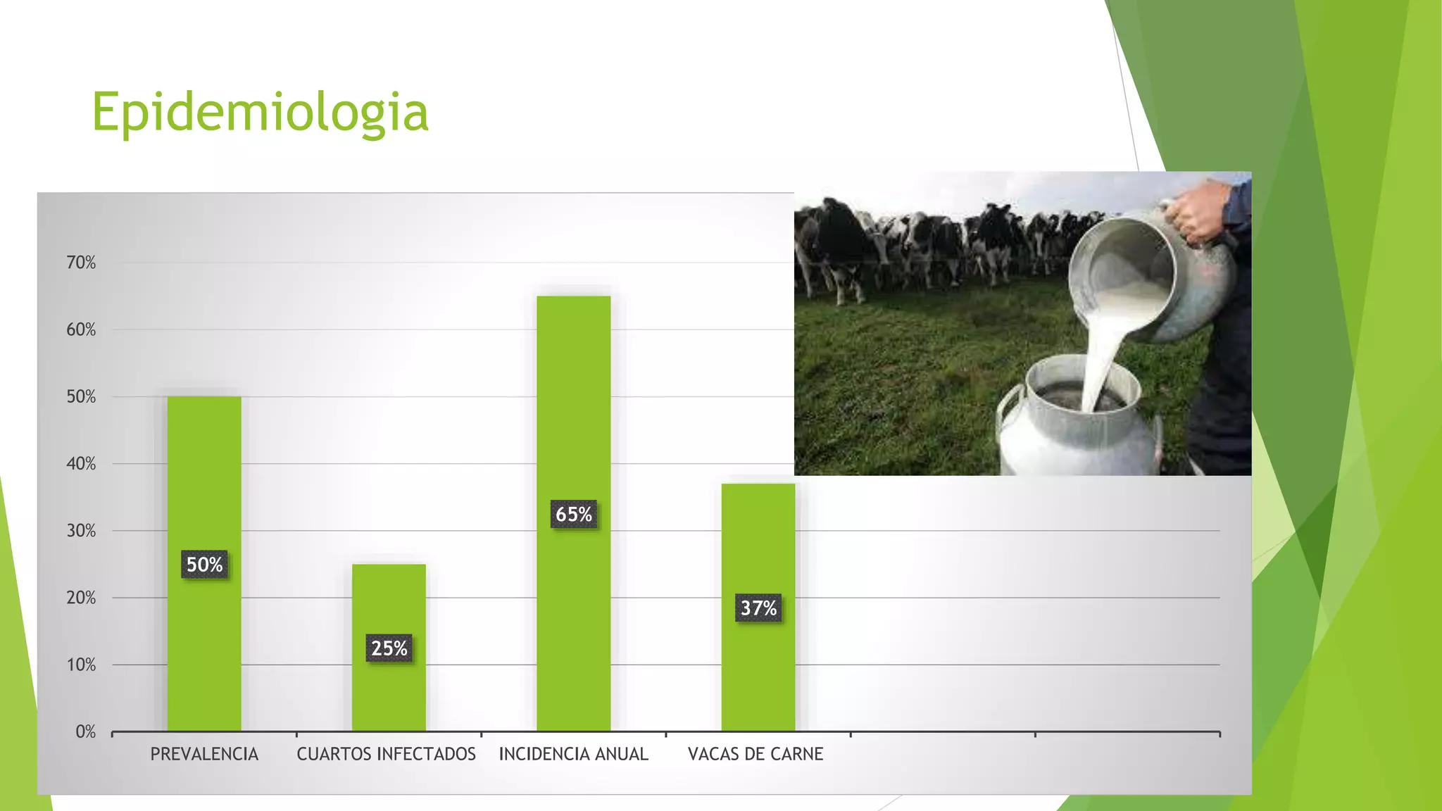 mastitis bovina | PPTX | Infectious Diseases | Diseases and Conditions