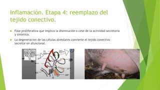 mastitis bovina | PPTX