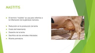 mastitis bovina | PPTX