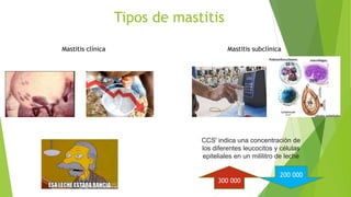 mastitis bovina | PPTX