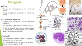 mastitis bovina | PPTX