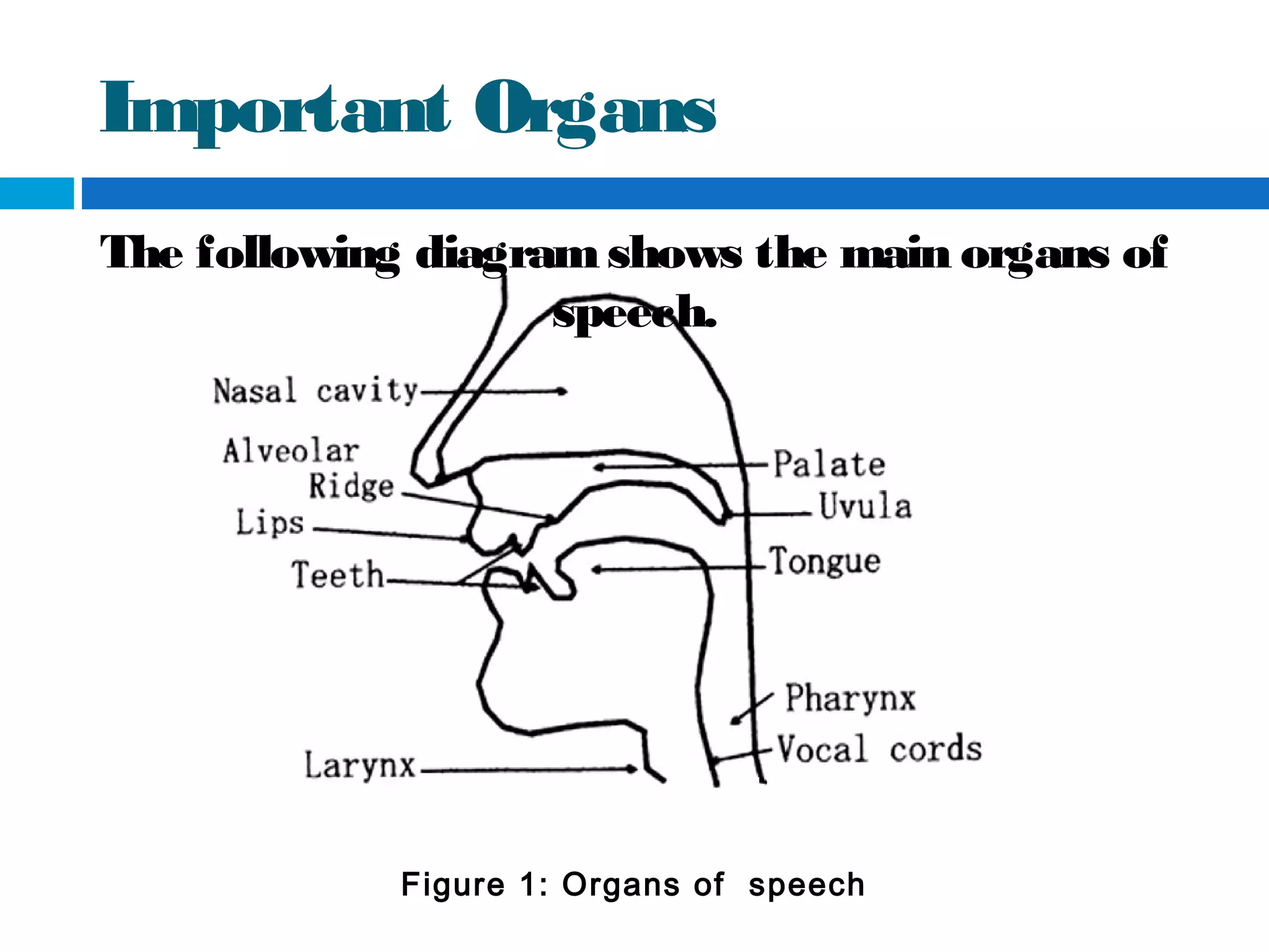 Eng 107 the organs of specch | PPT