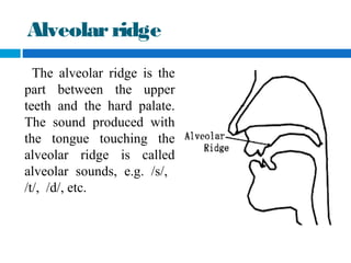 Eng 107 the organs of specch | PPT