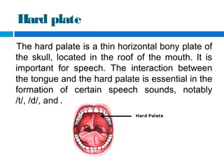 Eng 107 the organs of specch | PPT