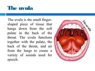 Eng 107 the organs of specch | PPT
