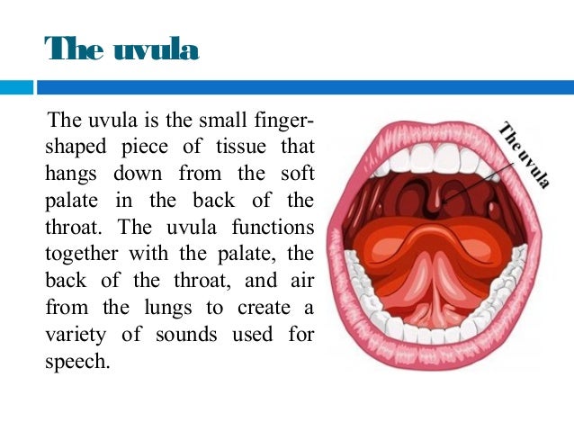 Eng 107 the organs of specch