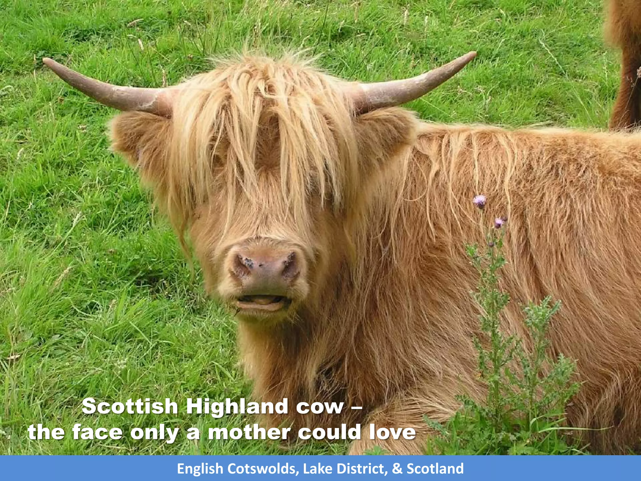 English Cotswolds, Lake District, & Highlands of Scotland | PPTX