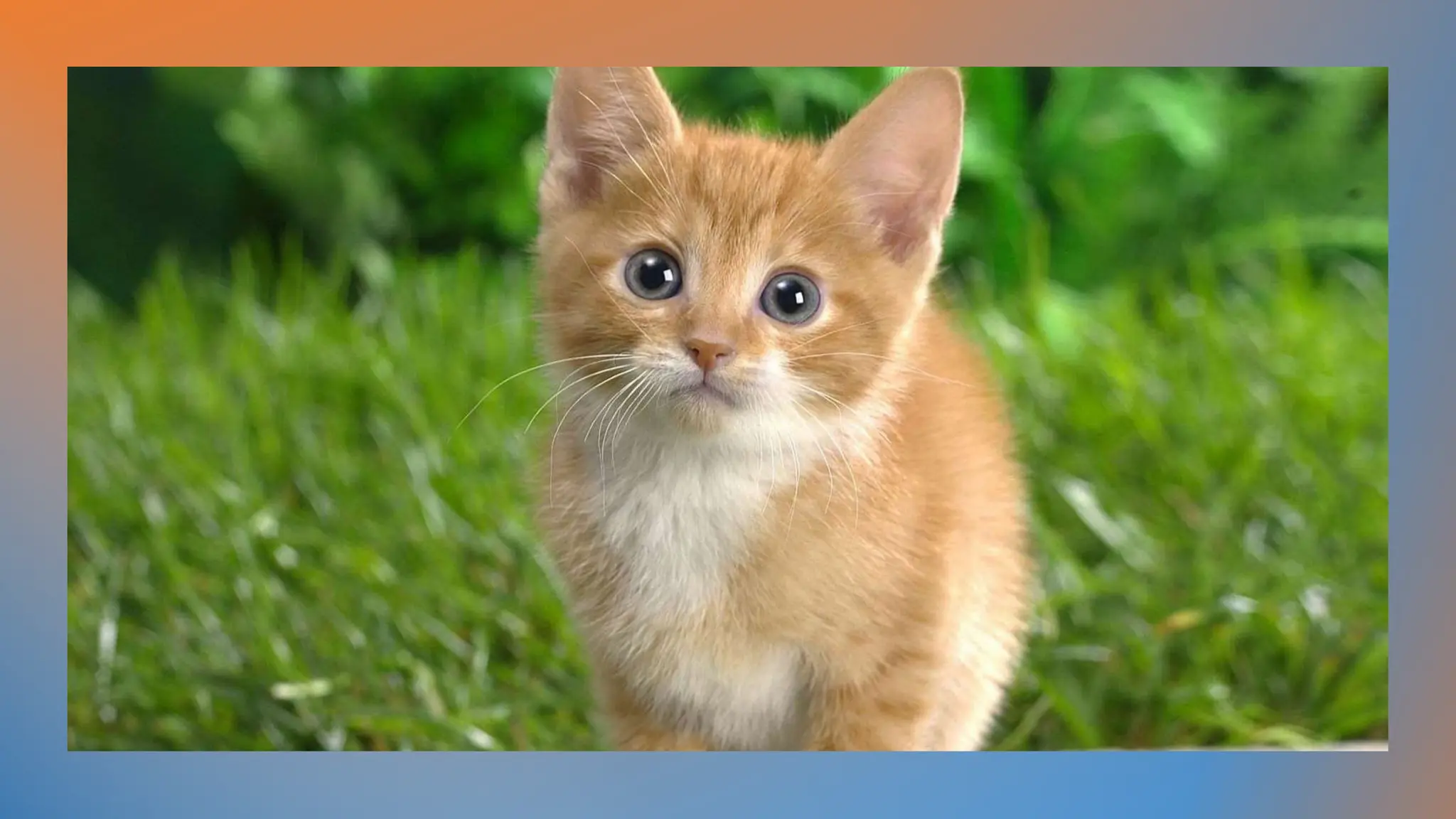 multigrade ppt in english ABOUT SOUND DEVICES: ONOMATOPOEIA ...