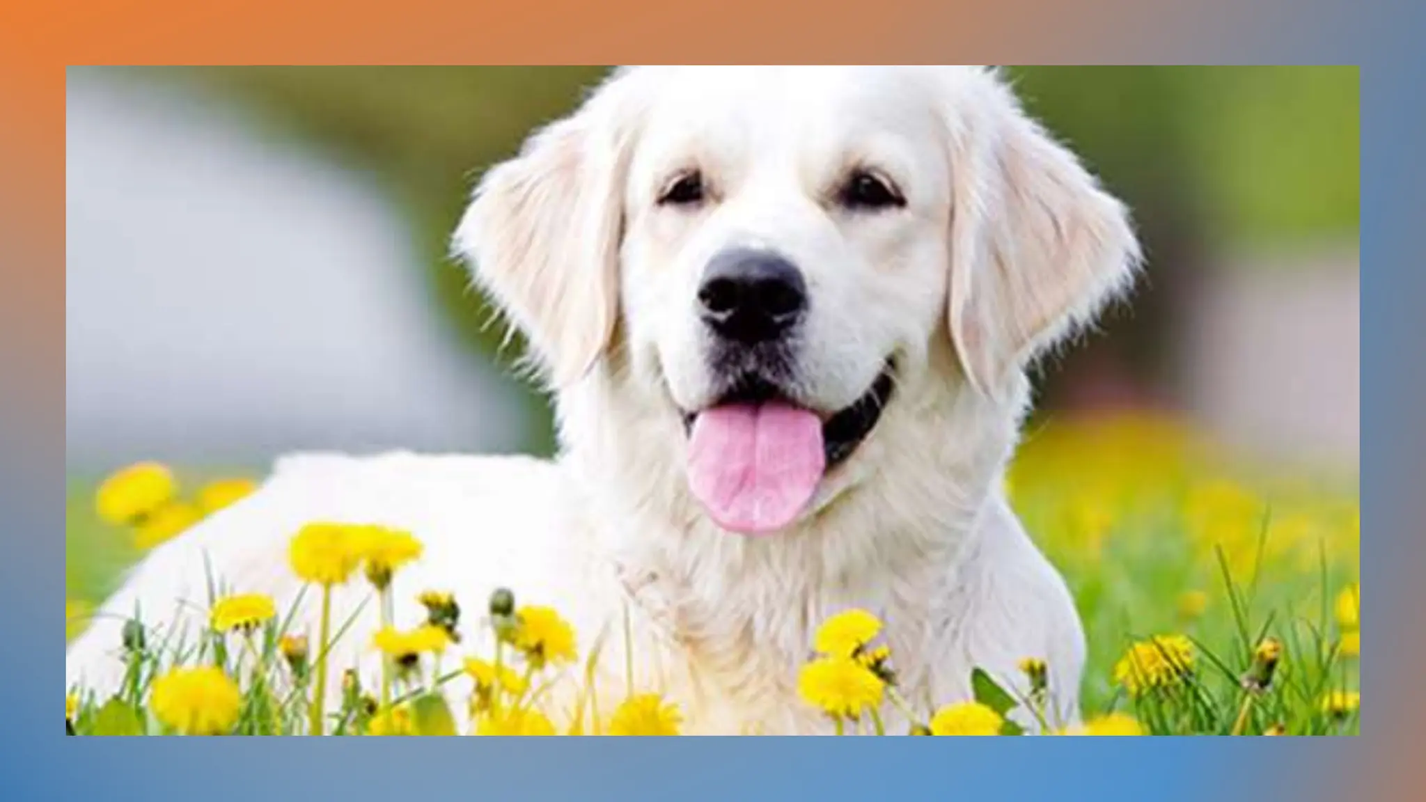 multigrade ppt in english ABOUT SOUND DEVICES: ONOMATOPOEIA ...