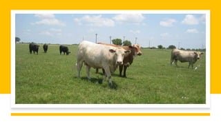 multigrade ppt in english ABOUT SOUND DEVICES: ONOMATOPOEIA ...